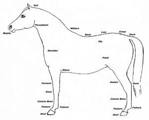 Parts Of A Pony - C Armr Ponies