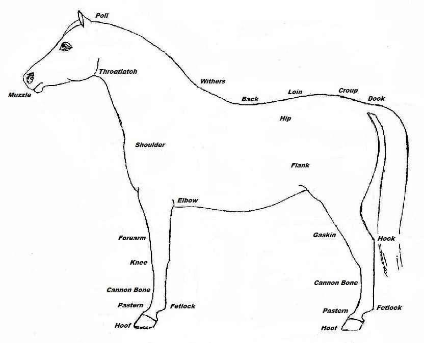 Parts Of A Pony - C Armr Ponies
